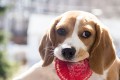 Happy Birthday Puppy! Easy Peanut Butter Cupcakes for Dogs - Jen ...