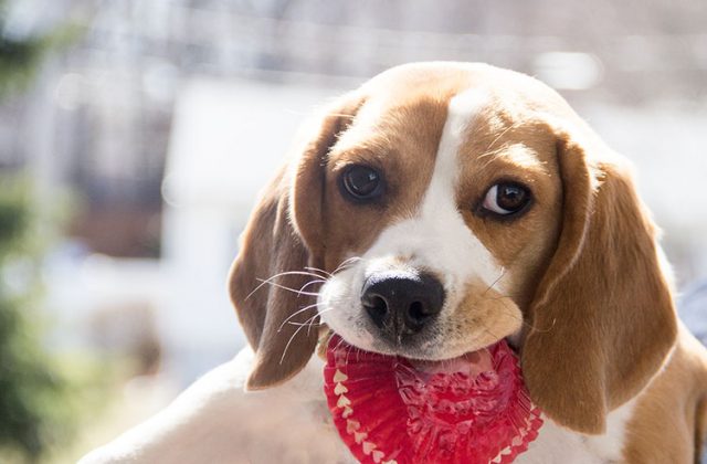 Happy Birthday Puppy! Easy Peanut Butter Cupcakes for Dogs - Jen ...