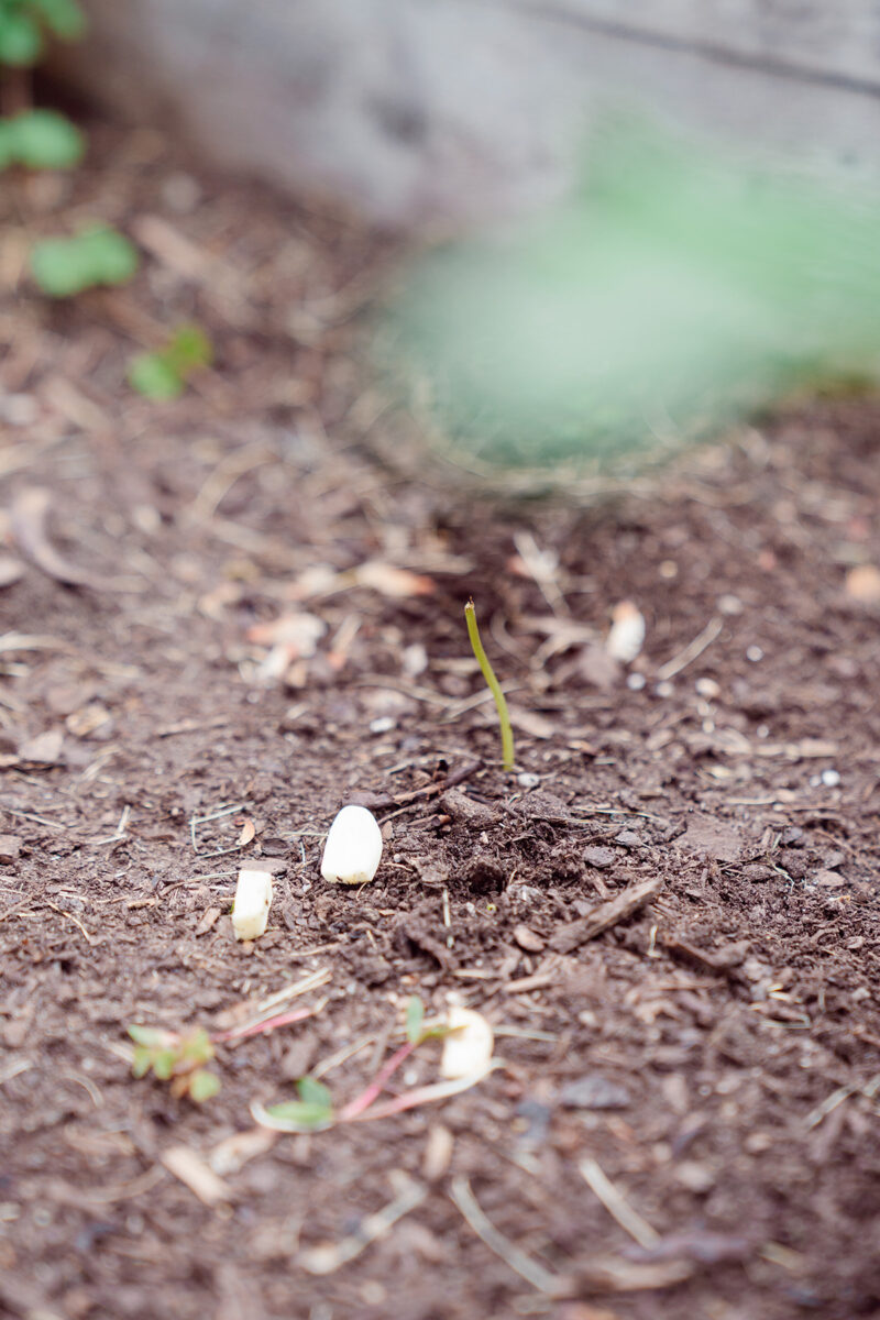 I Tried a Manifesting Experiment: Here's What Happened - Jen Elizabeth ...